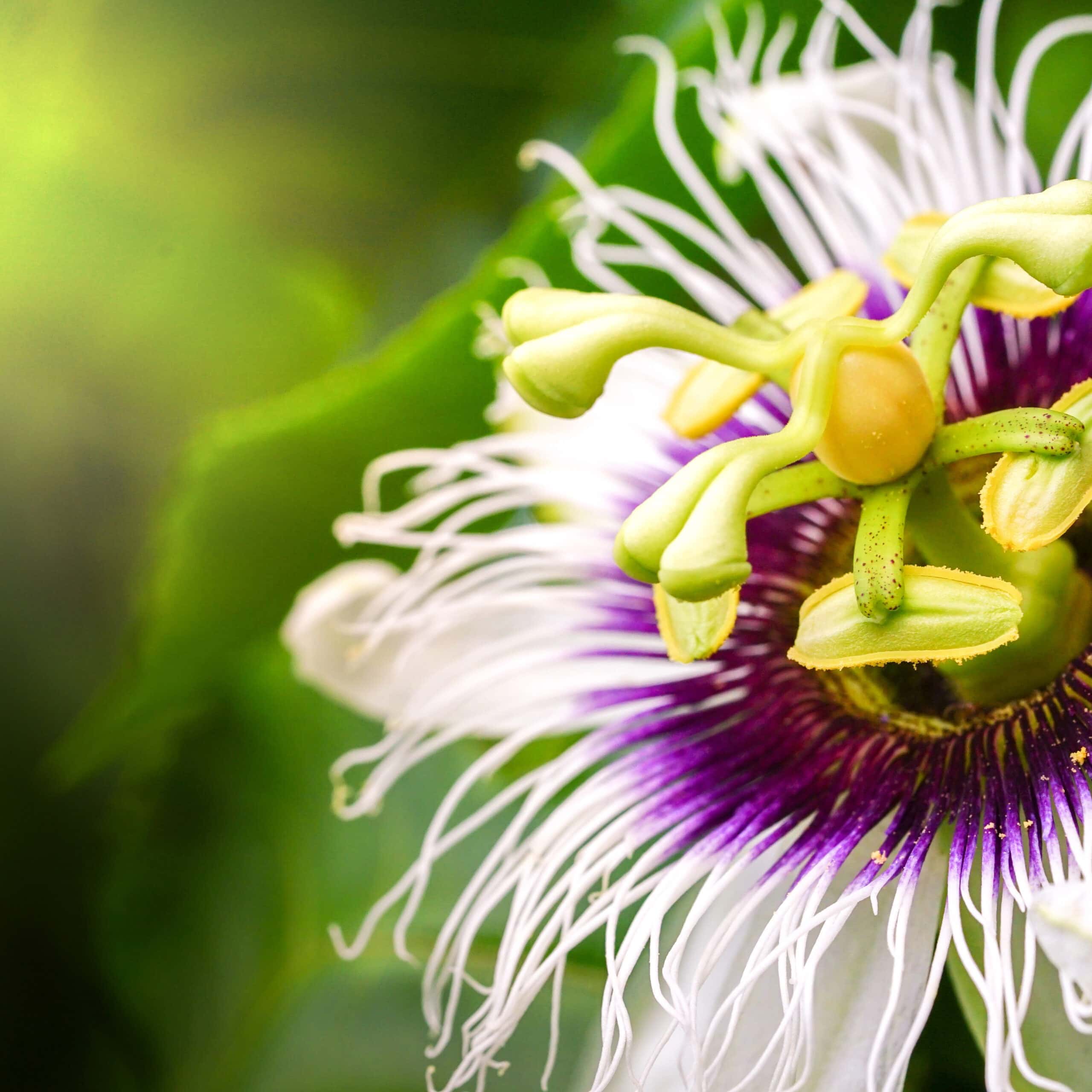 6 Herbs to Enhance Your Next Psychedelic Trip • KIND STRANGER